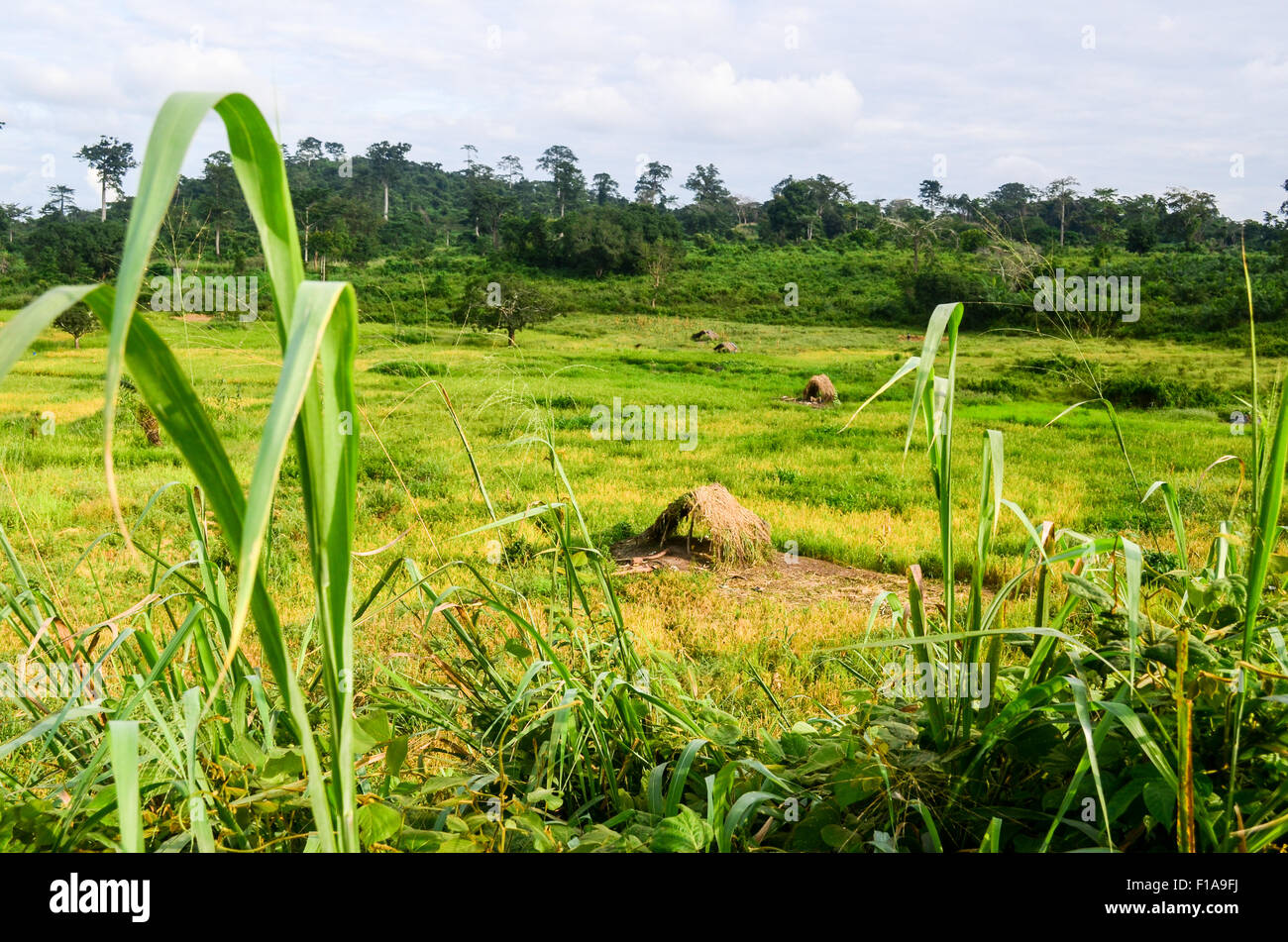 Ivory coast agriculture hi-res stock photography and images - Alamy