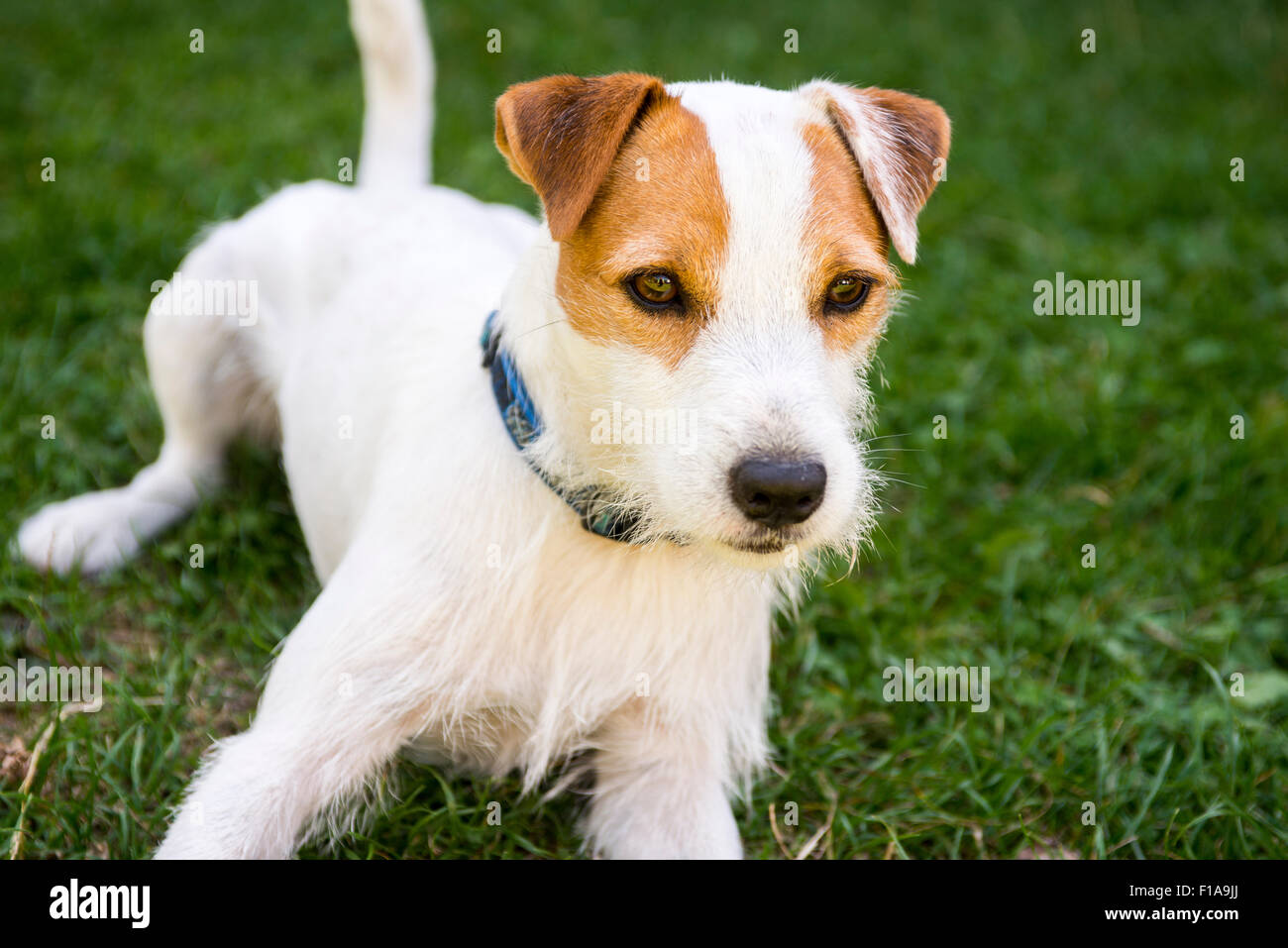 Jack Parson Russell Terrier puppy dog pet, tan rough coated, outdoors ...