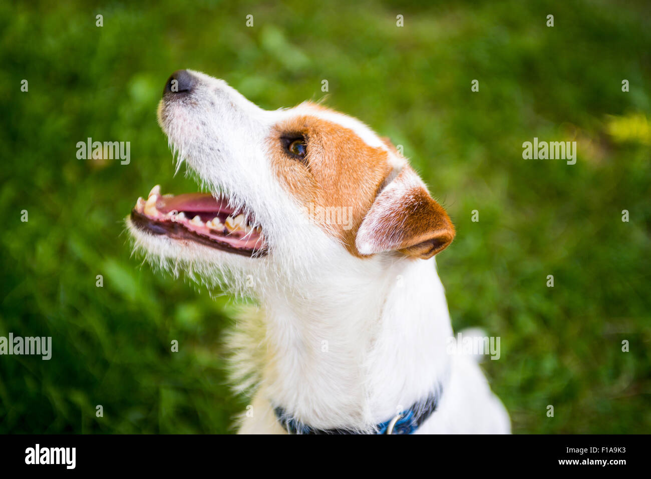 Jack Parson Russell Terrier puppy dog pet, tan rough coated, outdoors ...