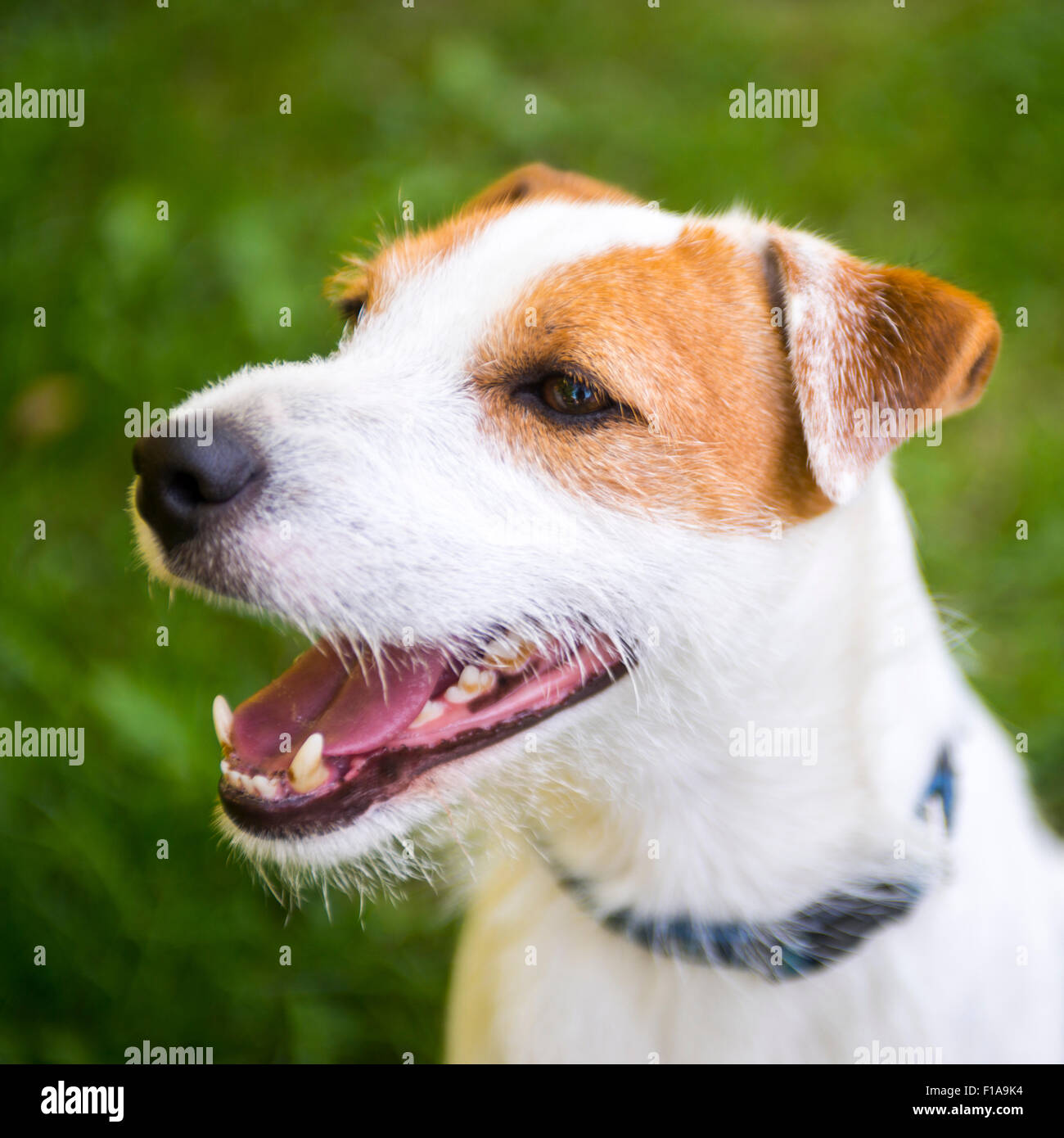 Jack Parson Russell Terrier puppy dog pet, tan rough coated, outdoors ...