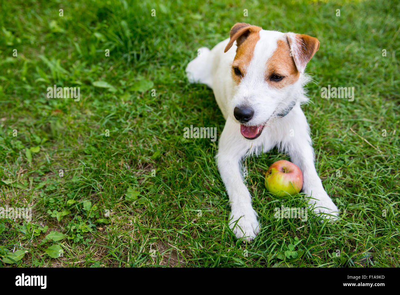 Jack Parson Russell Terrier puppy dog pet, tan rough coated, outdoors ...
