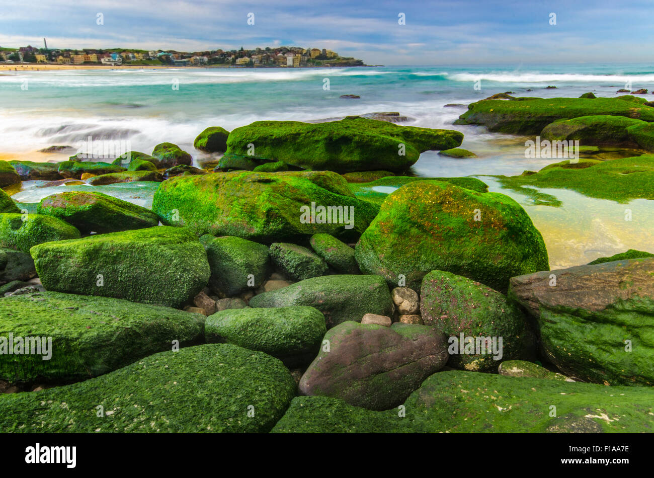 Green rocks in Bondi beach Stock Photo - Alamy