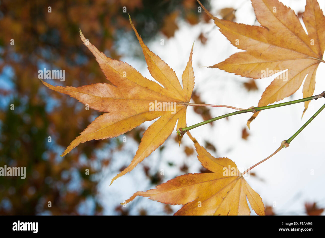 Leaves changing colour in autumn Stock Photo - Alamy