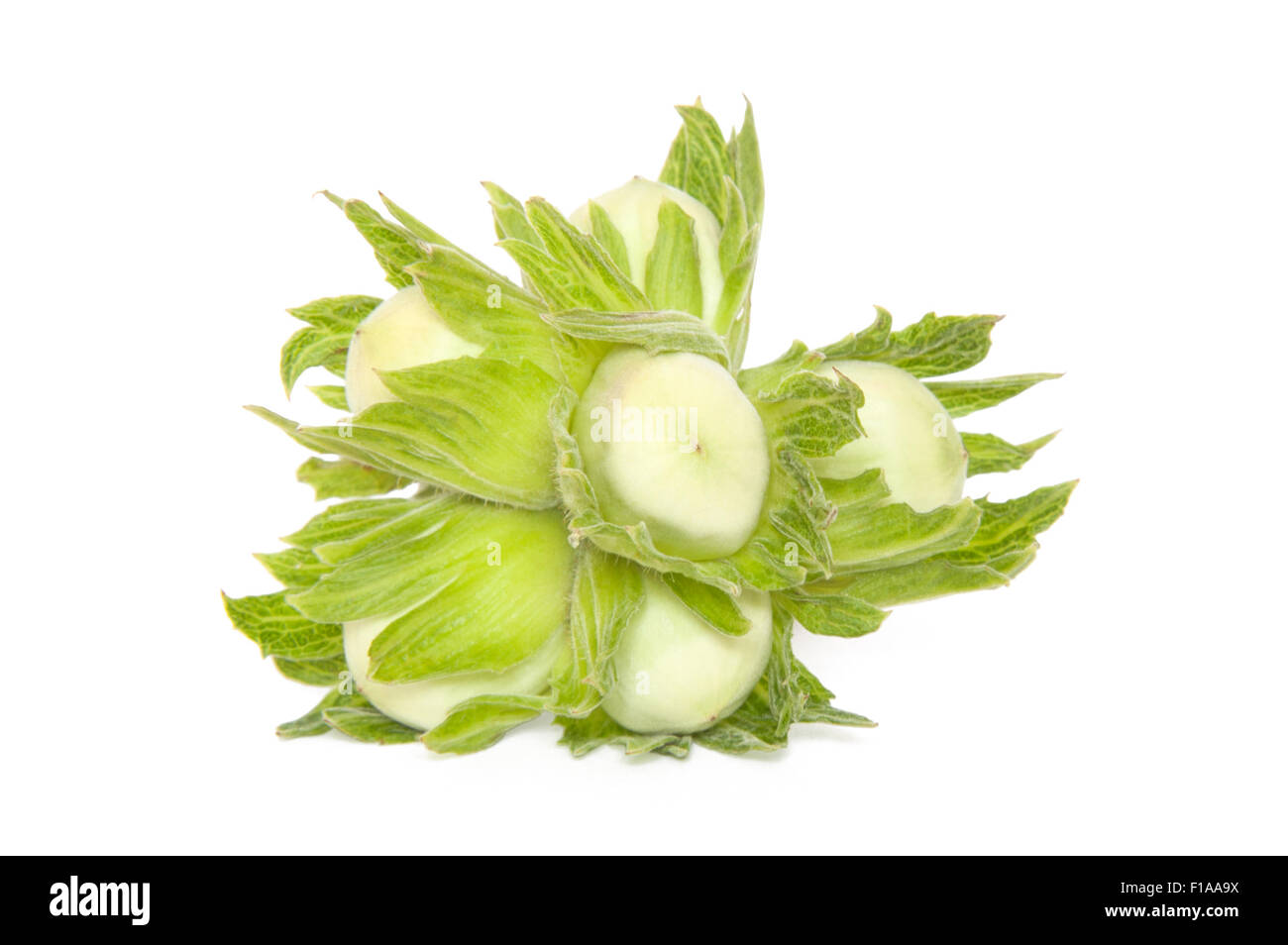 Close-up of a cluster of hazelnuts against a white background Stock ...