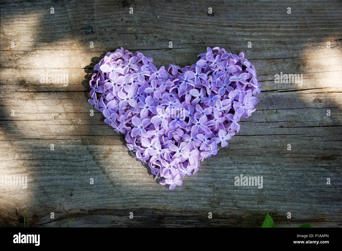 Lilac heart hi-res stock photography and images - Alamy