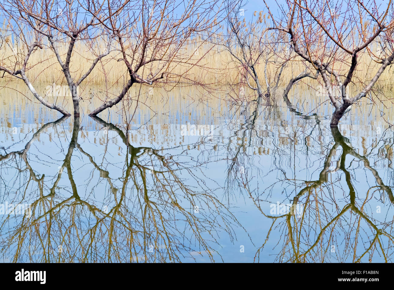 Flooded fertile trees after spring heavy rains Stock Photo - Alamy