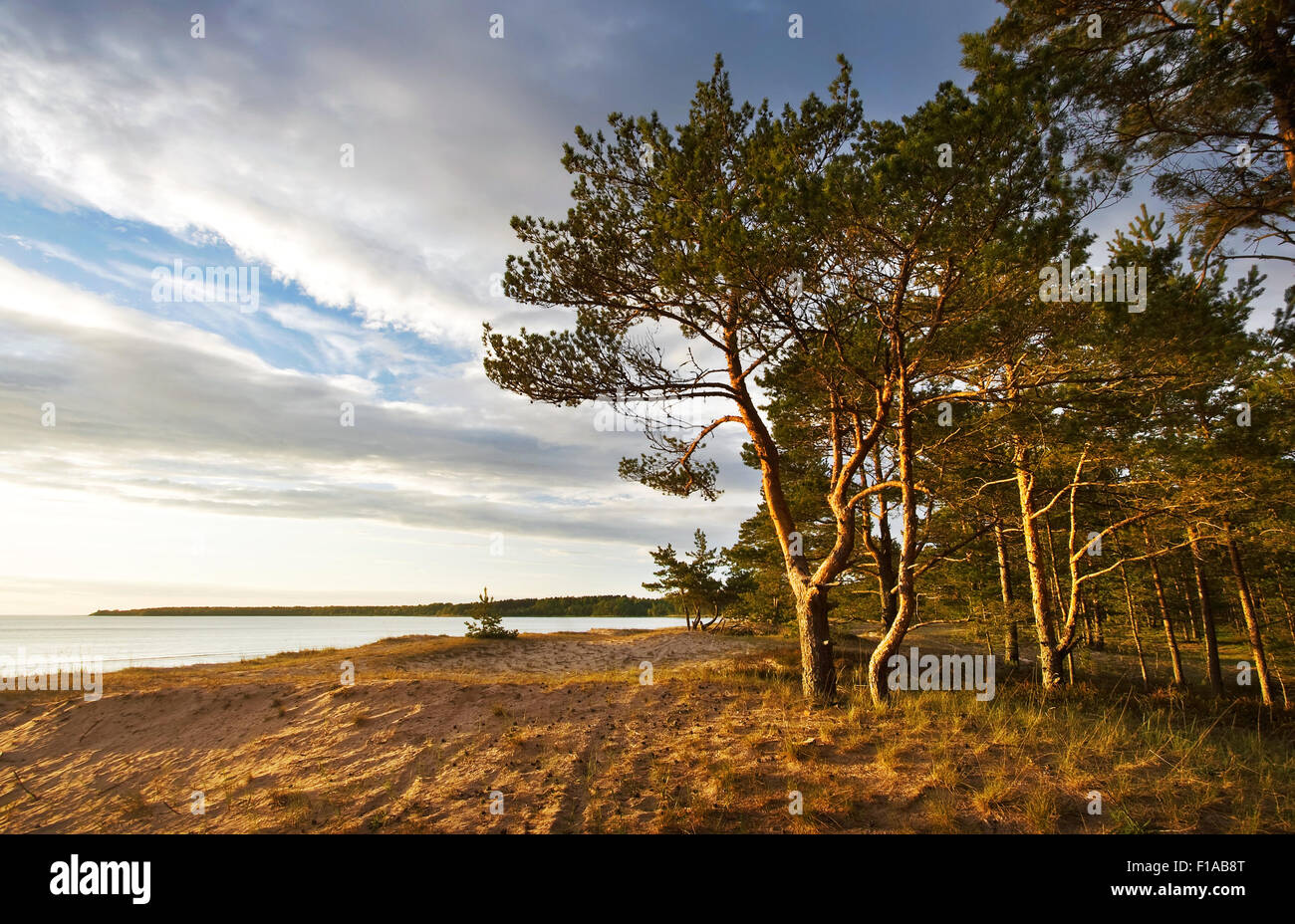 Pines on the beach Stock Photo - Alamy