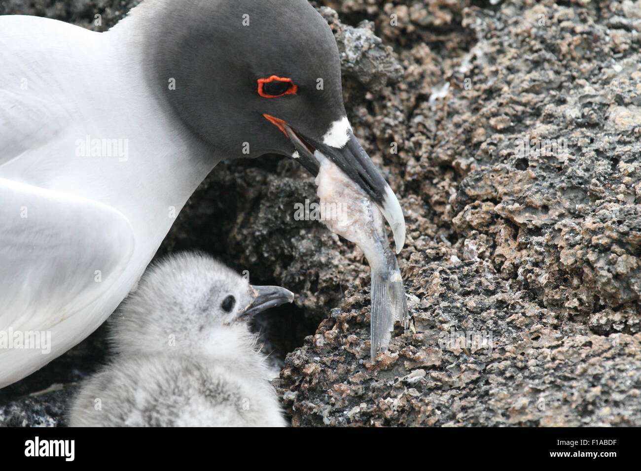 Swallow-tailed gull feeding a fish to its chick, Genovesa, Galapagos ...