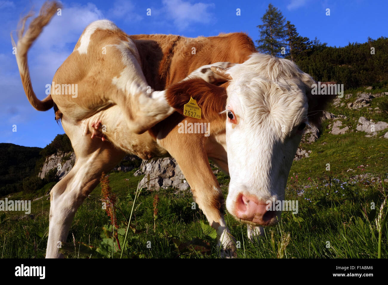Obertraun, Austria, cow scratching on a mountain pasture with a hind ...