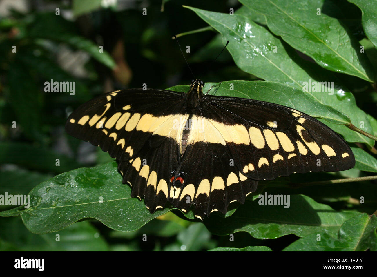Beautiful swallowtail hi-res stock photography and images - Alamy