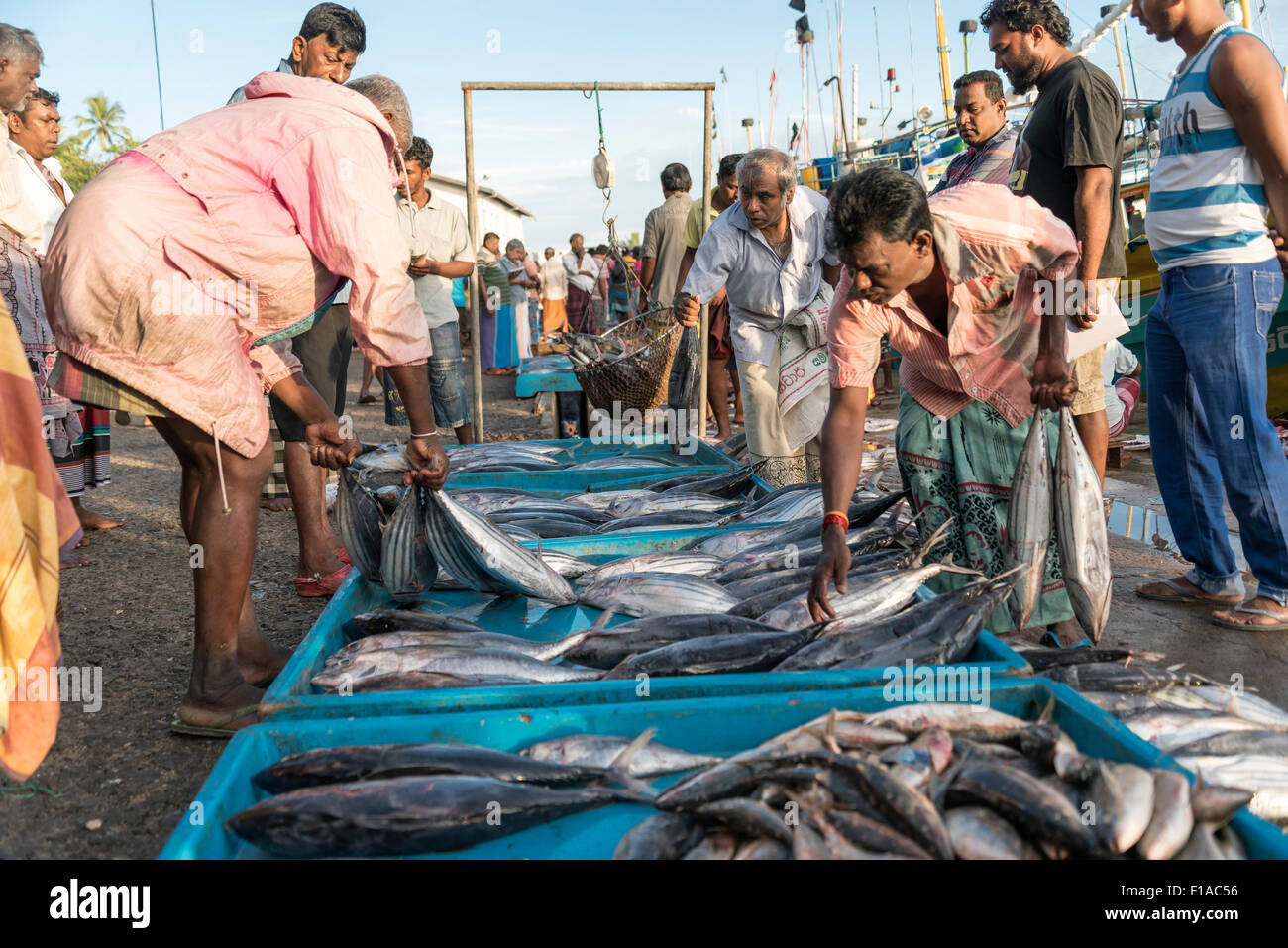 Sri lankan fresh fish market hi-res stock photography and images - Alamy