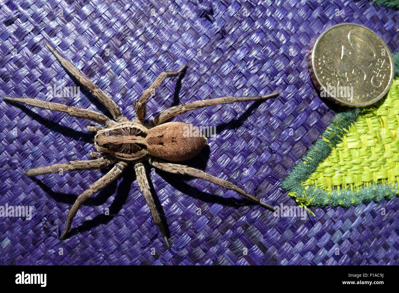 Webspinne hi-res stock photography and images - Alamy