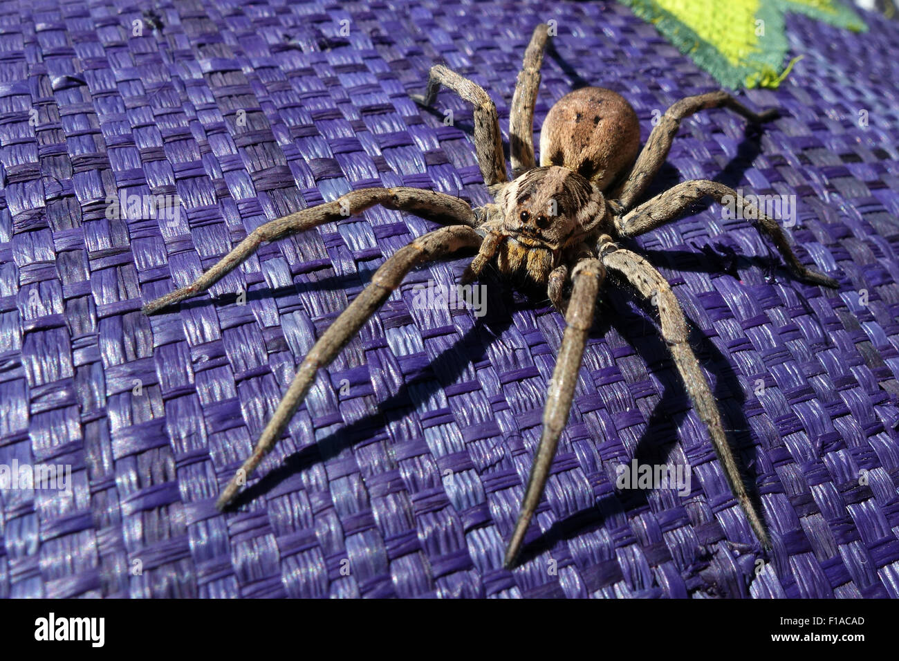 Torre Alfina, Italy, wolf spider Stock Photo - Alamy