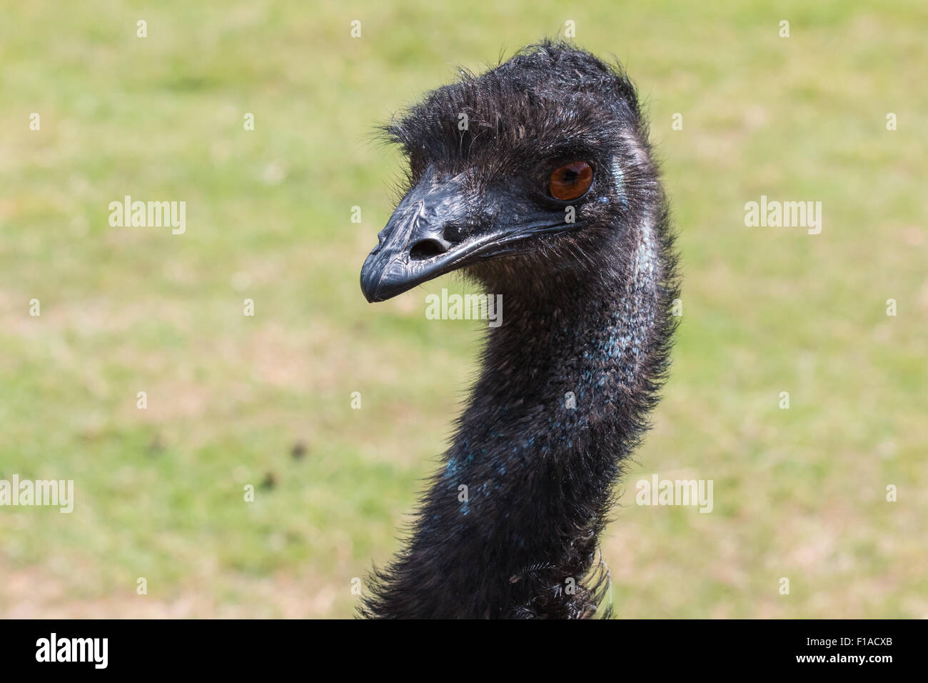 Close-up view of head of emu looking left Stock Photo - Alamy