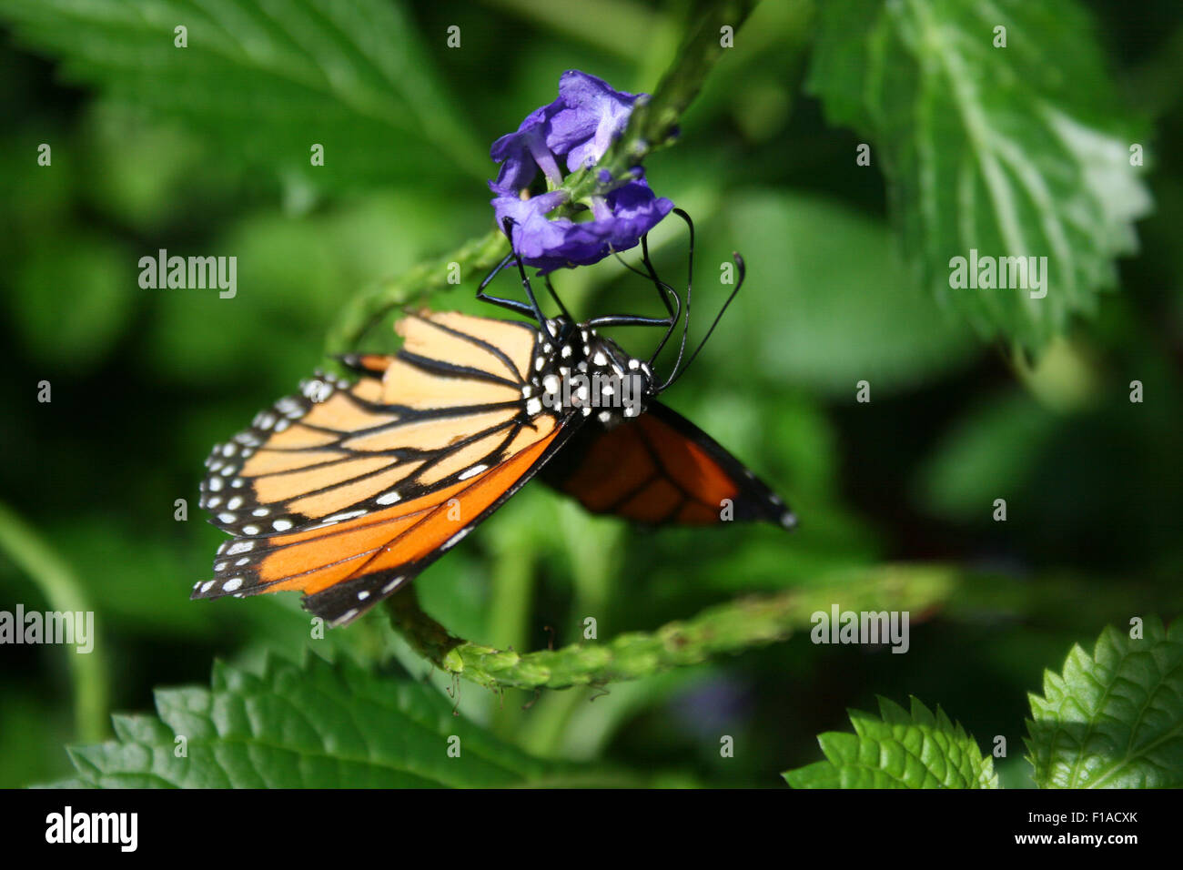 Butterfly monarch insect hi-res stock photography and images - Alamy