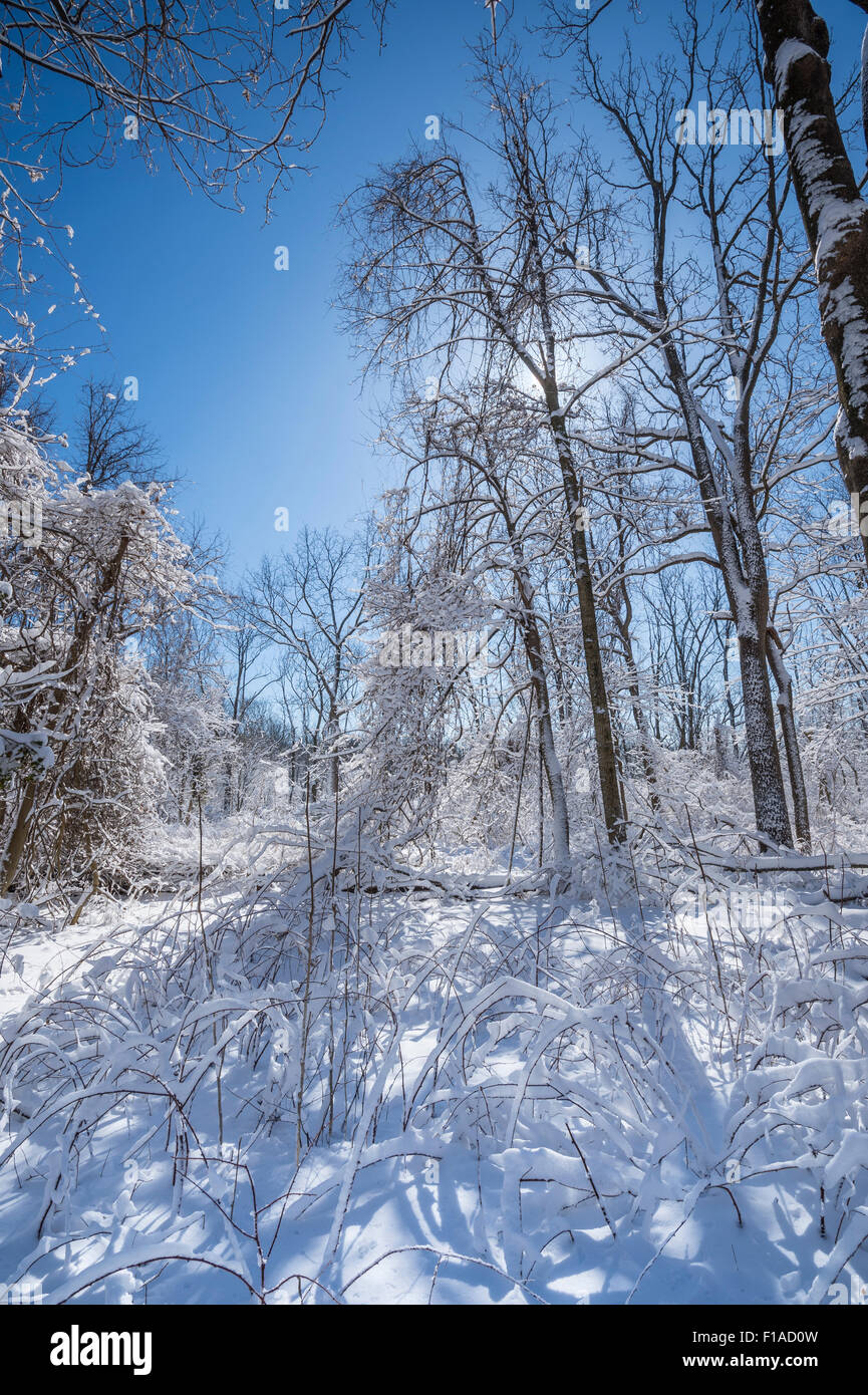 Snow Covered Forest Stock Photo - Alamy