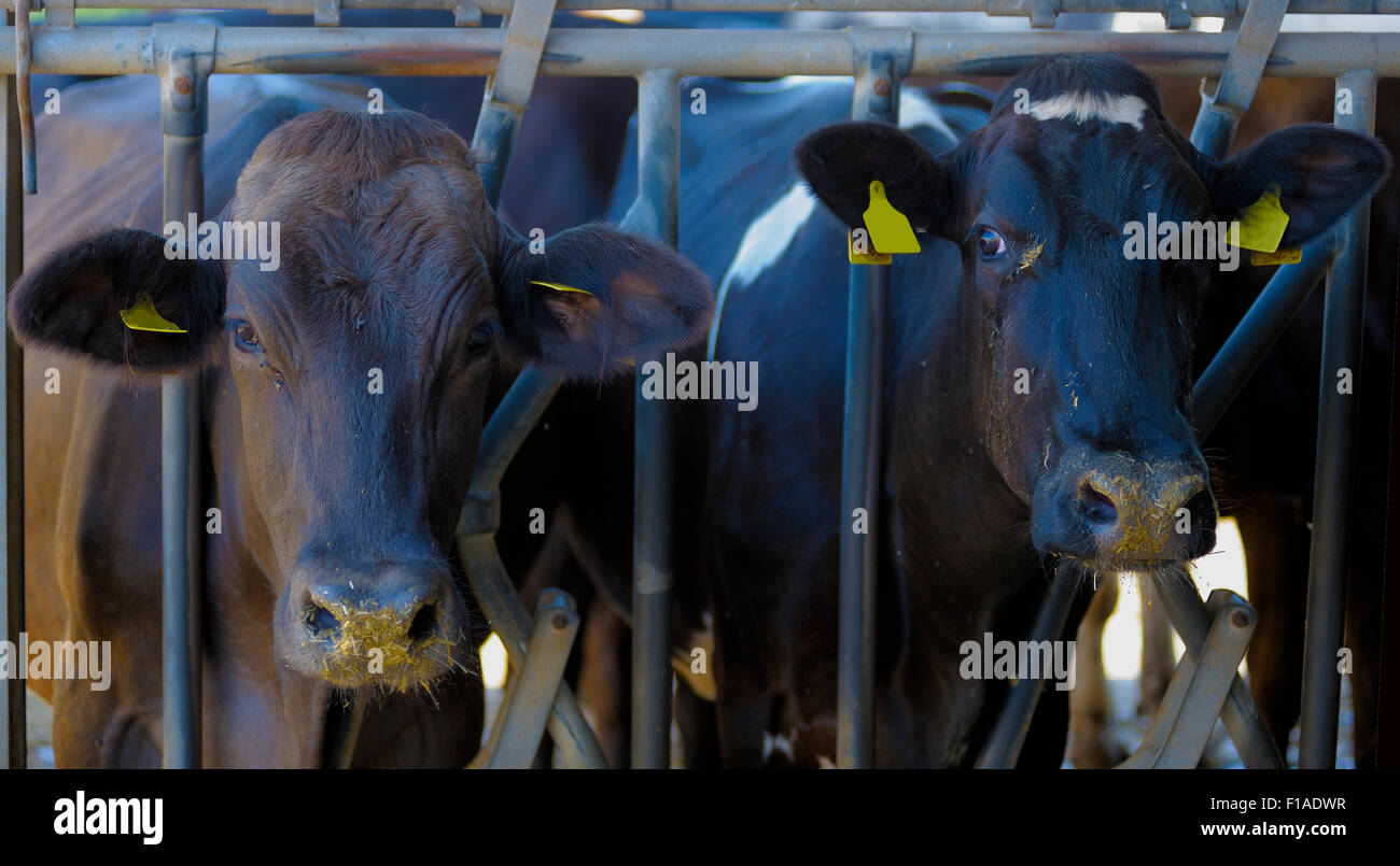 Nice couple of cows during a meal in a stable Stock Photo - Alamy