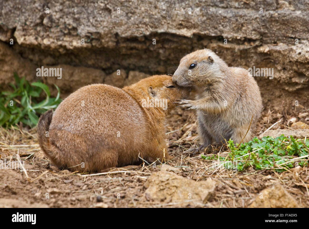 Black Tailed Prairie Dog Marmots High Resolution Stock Photography and ...