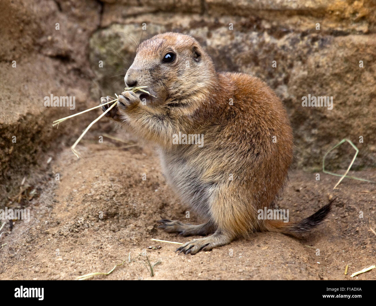 Black Tailed Prairie Dog Marmots High Resolution Stock Photography and ...