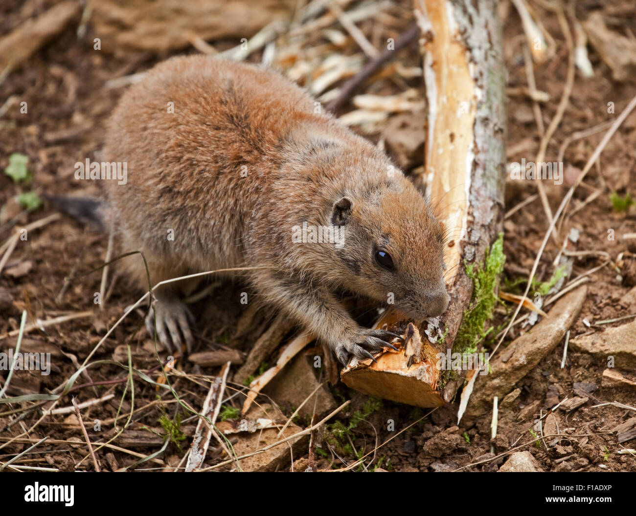 Black Tailed Prairie Dog Marmots High Resolution Stock Photography and ...