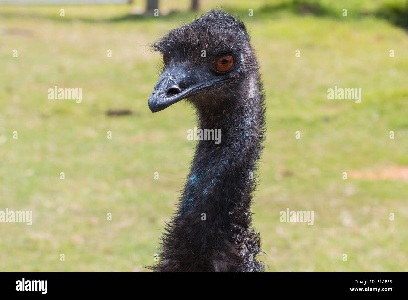 Head and neck of emu staring left Stock Photo - Alamy