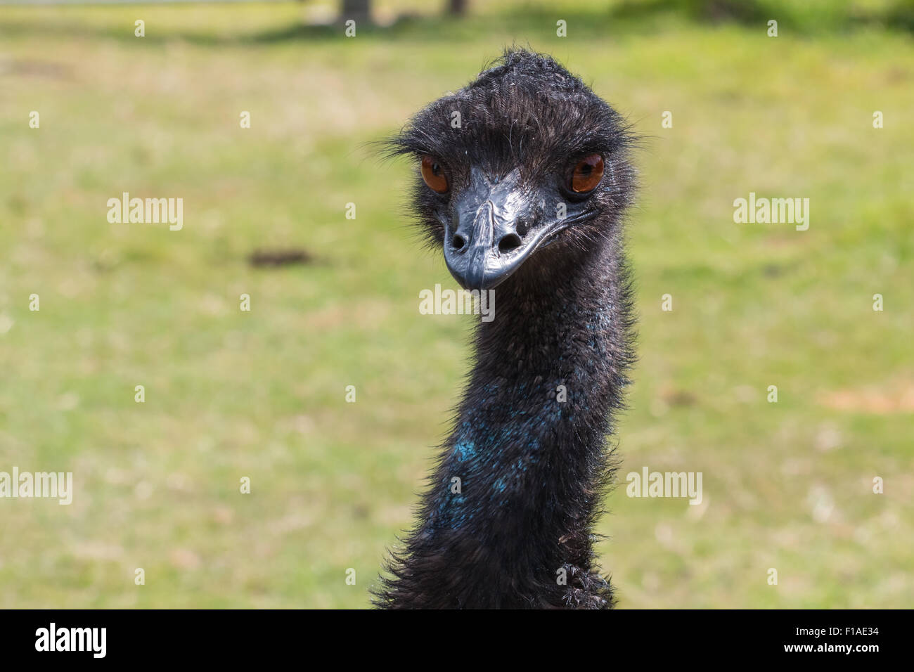 Head and neck of emu gazing forward Stock Photo - Alamy