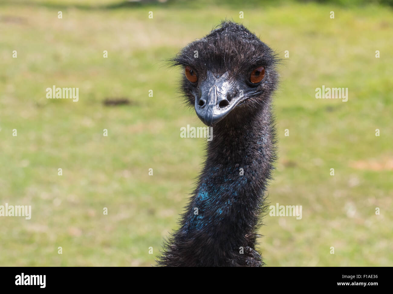 Emu head beak hi-res stock photography and images - Alamy