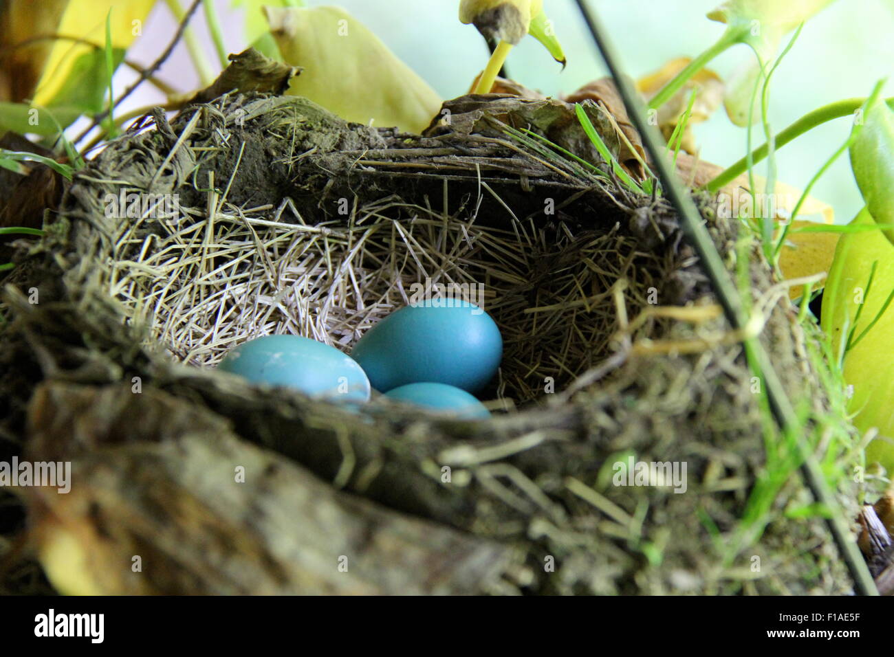 Blue eggs in a nest Stock Photo - Alamy