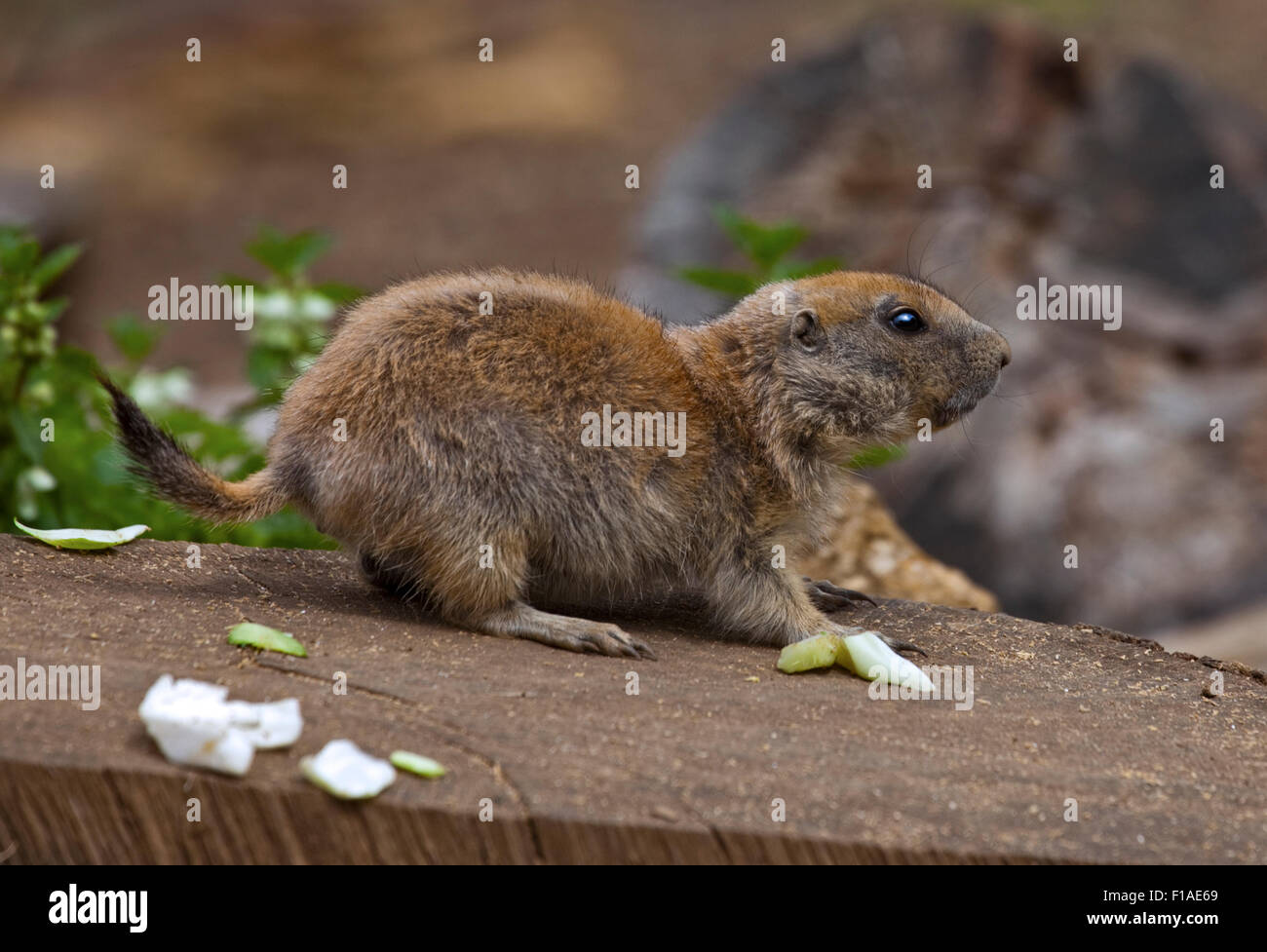 Black Tailed Prairie Dog Marmots High Resolution Stock Photography and ...
