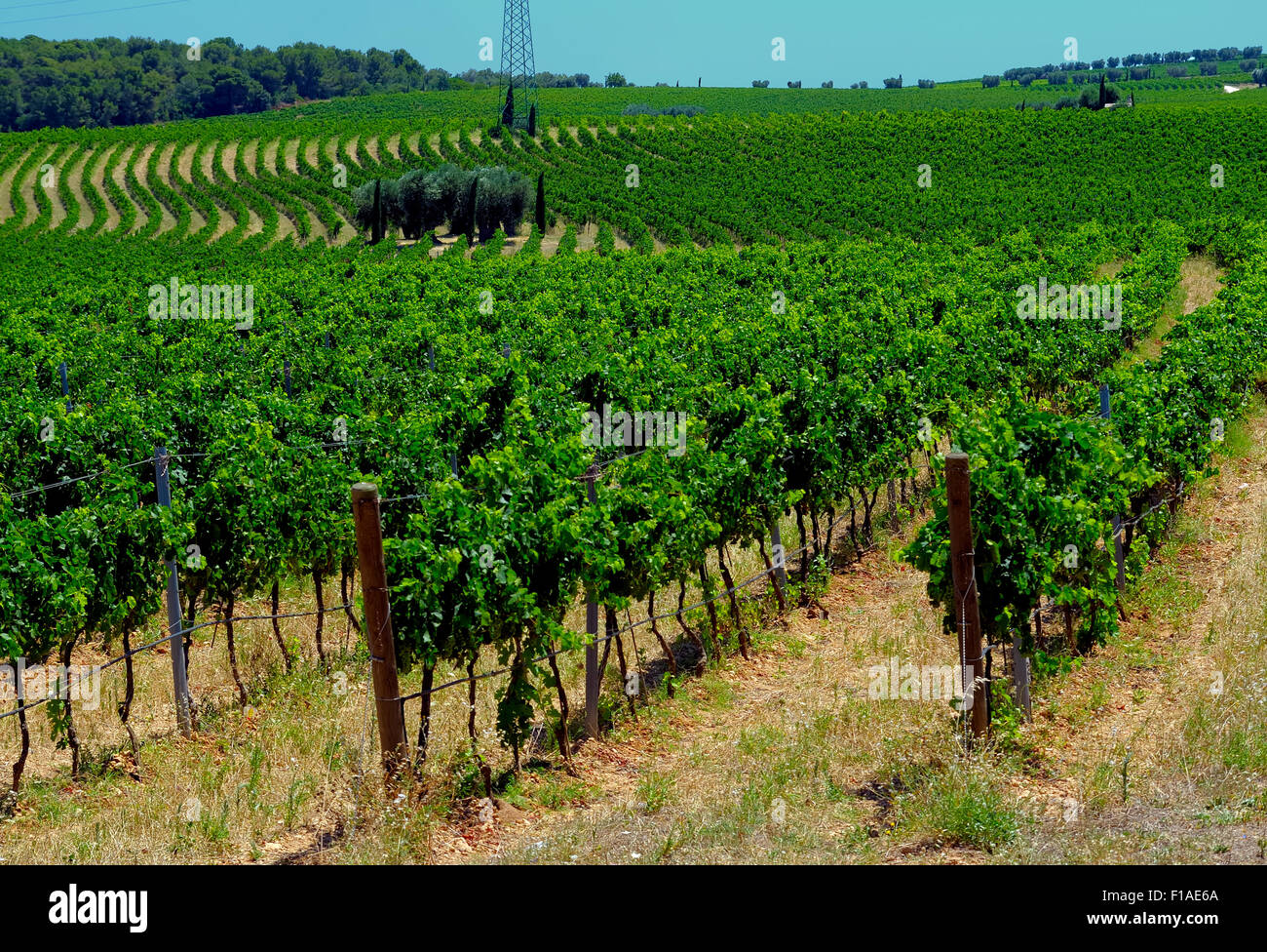 Summer landscape in apulia Italy, with vineyards Stock Photo - Alamy