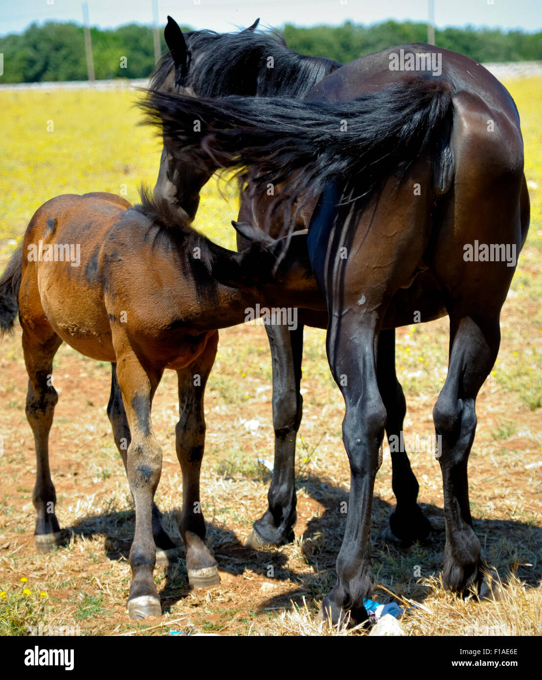Mother horse with colt hi-res stock photography and images - Alamy