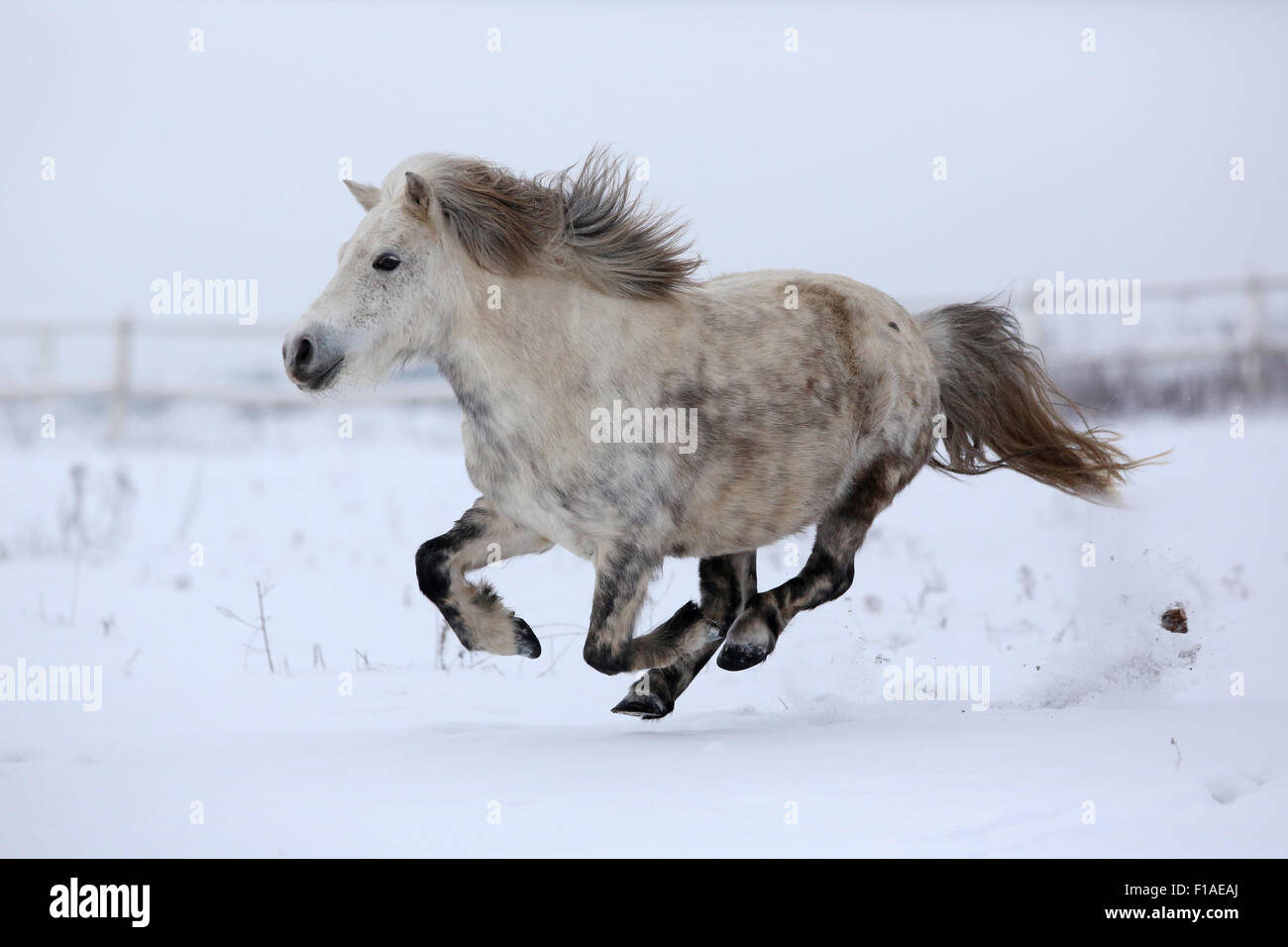 Shetland pony in the snow hi-res stock photography and images - Alamy