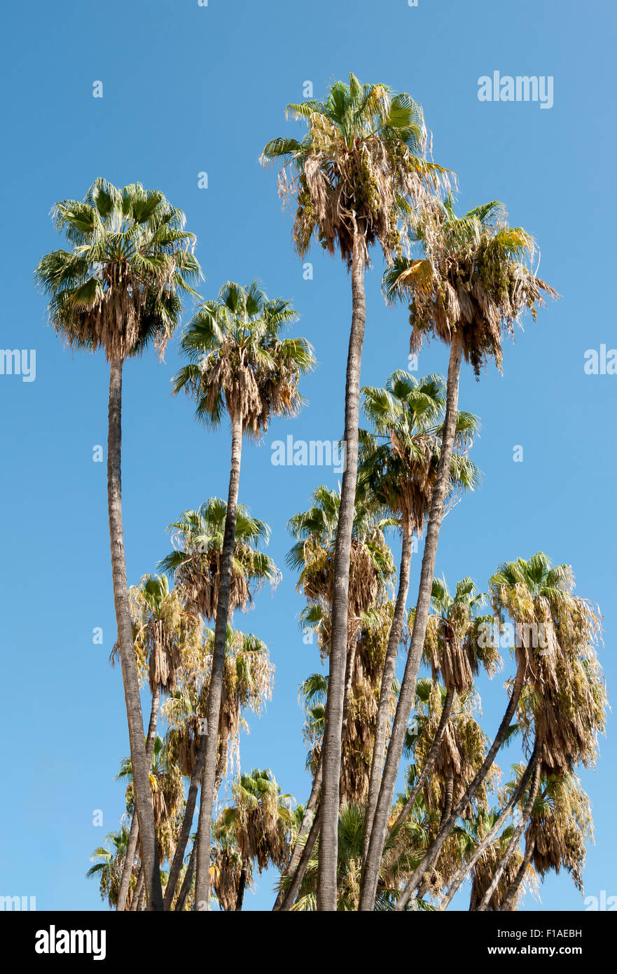 Group of Palm Trees against Blue Sky, Malaga, Spain Stock Photo - Alamy