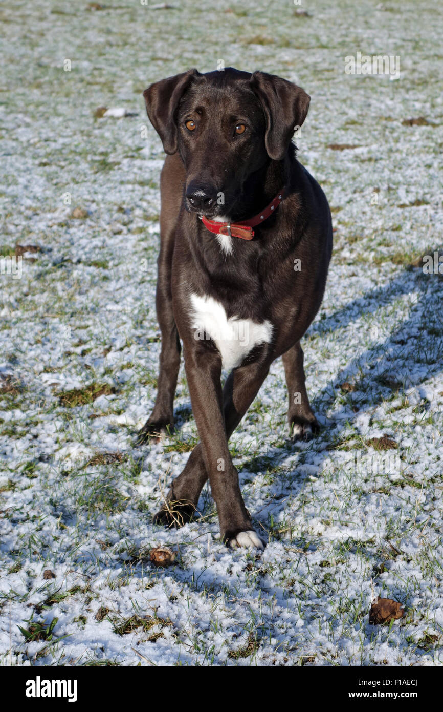 German crossed germany hi-res stock photography and images - Alamy