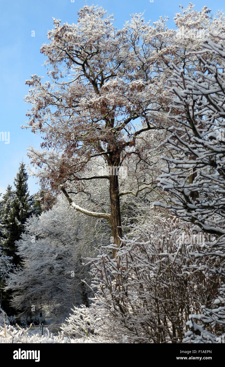 Berlin, Germany, winter landscape Stock Photo - Alamy