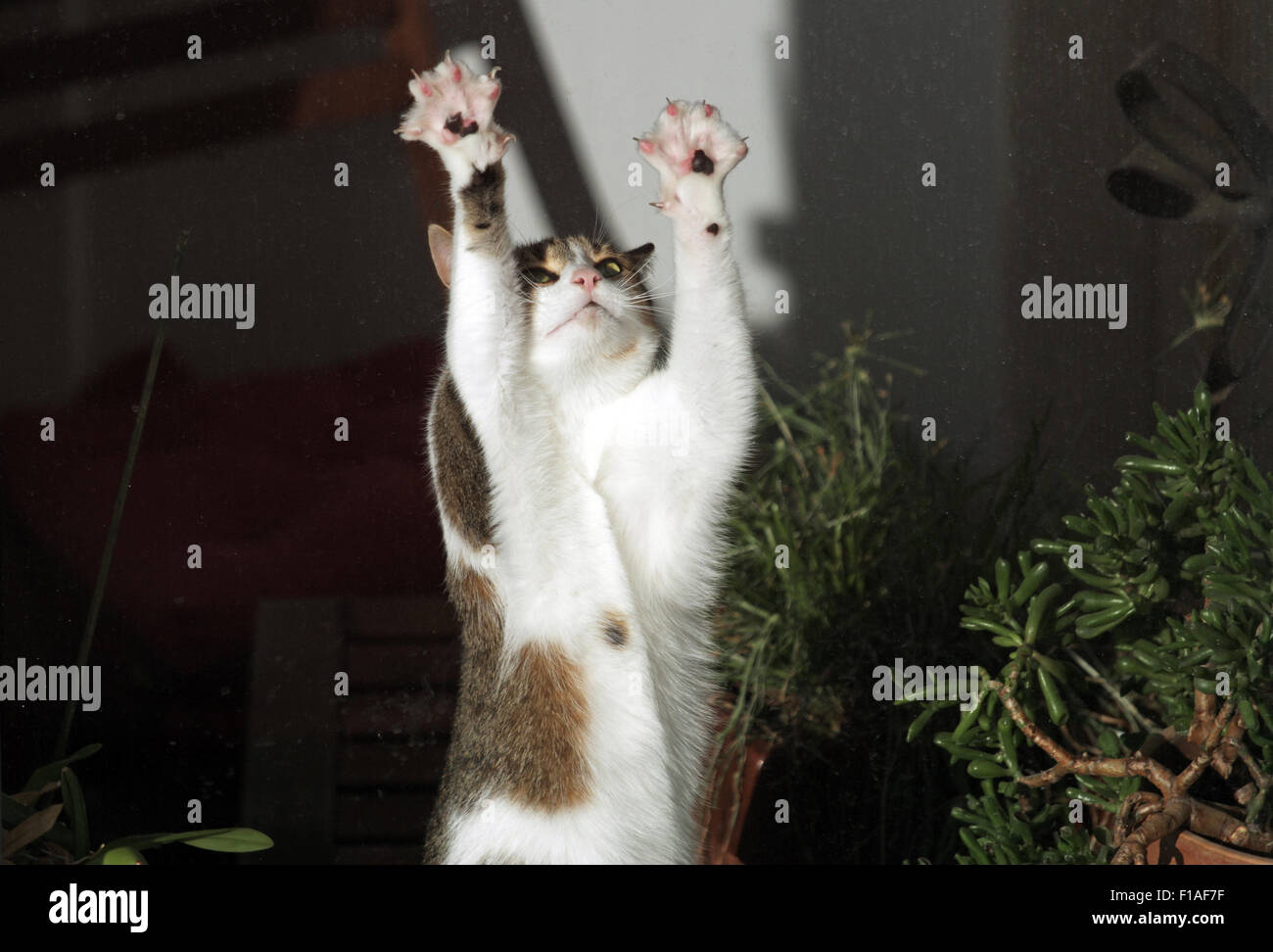 Berlin, Germany, cat like a predator stretches Stock Photo - Alamy