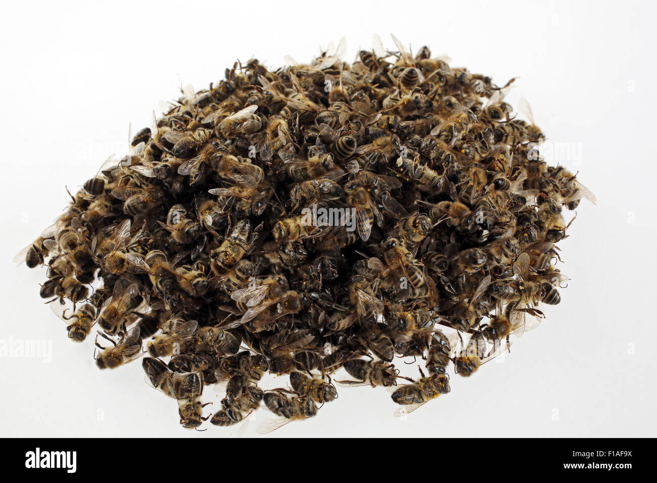 Pile of dead bees hi-res stock photography and images - Alamy
