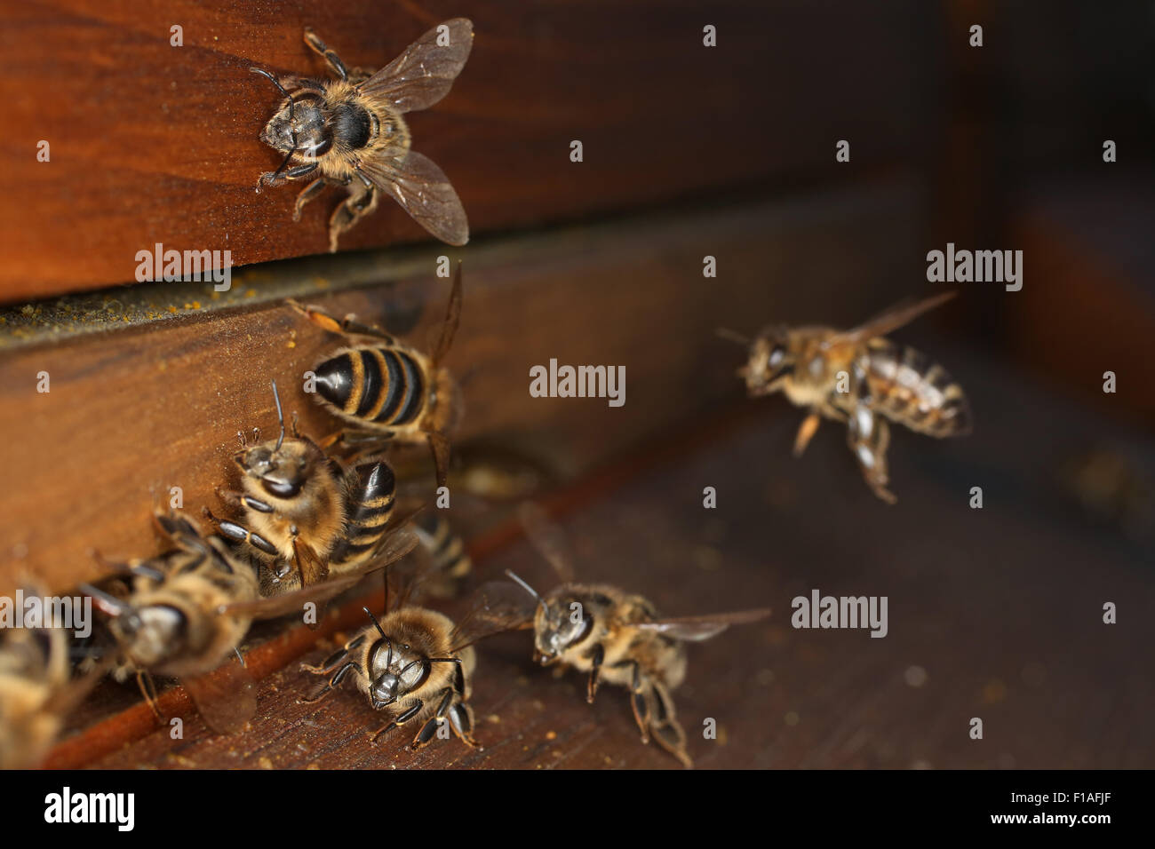 Honey bees apis mellifera at the entrance hole of beehive hi-res stock ...