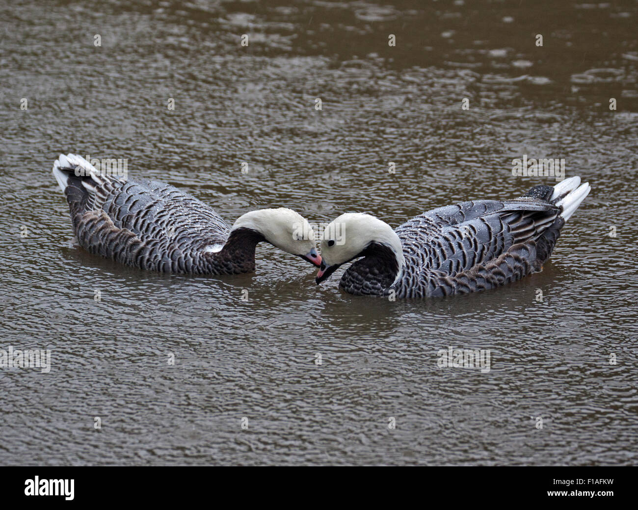 Pair of Emperor Geese (chen canigica) bonding Stock Photo - Alamy