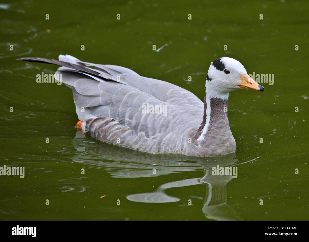 Bar-Headed Goose (anser indicus Stock Photo - Alamy