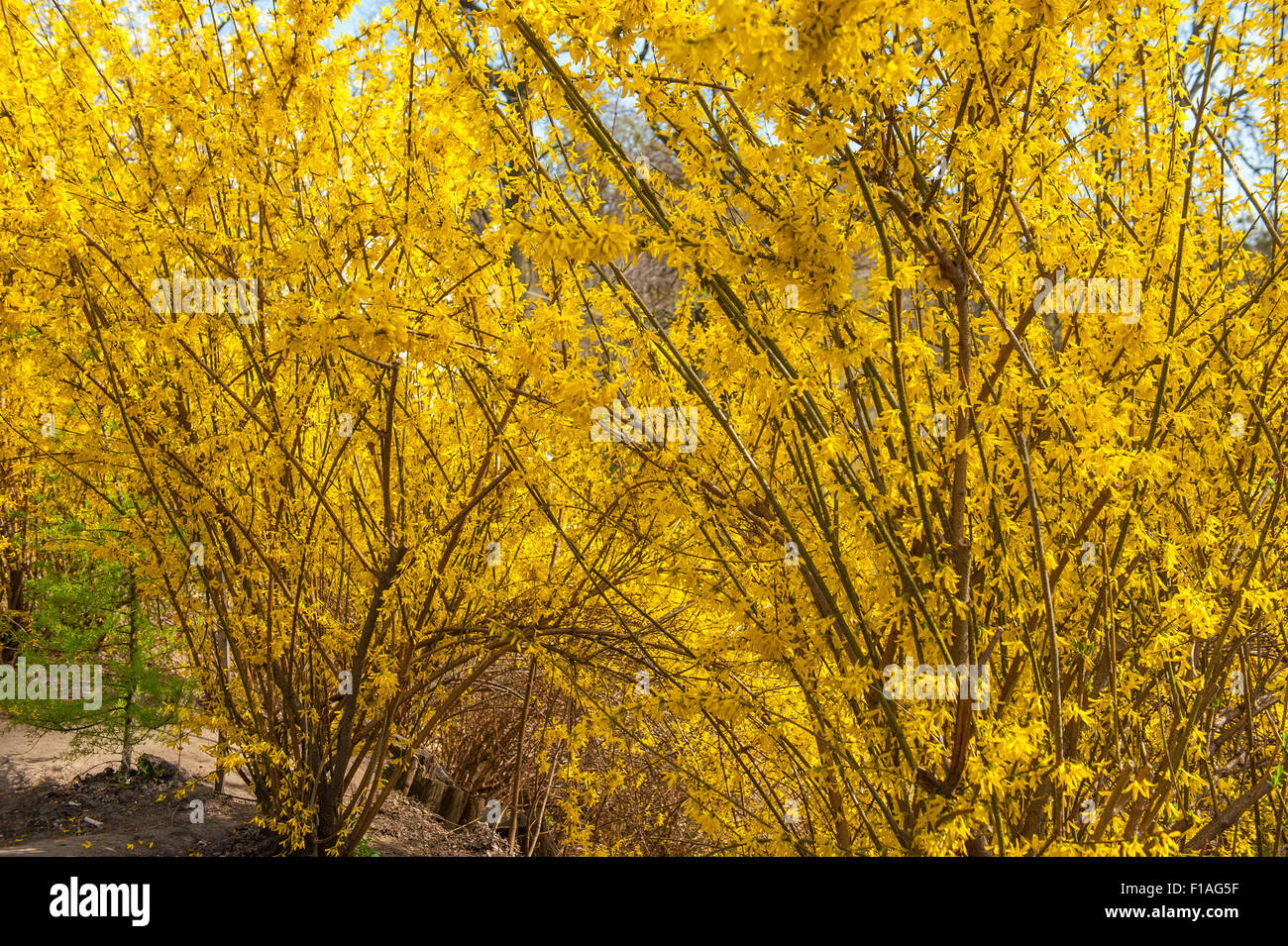abstract, backgrounds, beautiful, beauty, blossom, blue, botany, branch ...