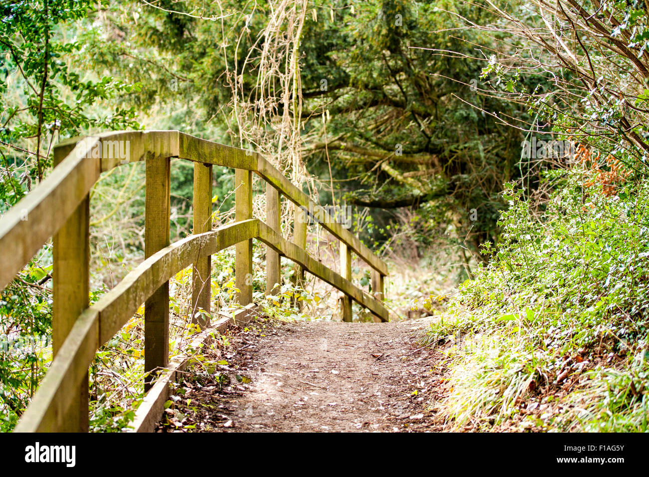 A fence-lined path through the woods makes for a lovely summer's walk ...
