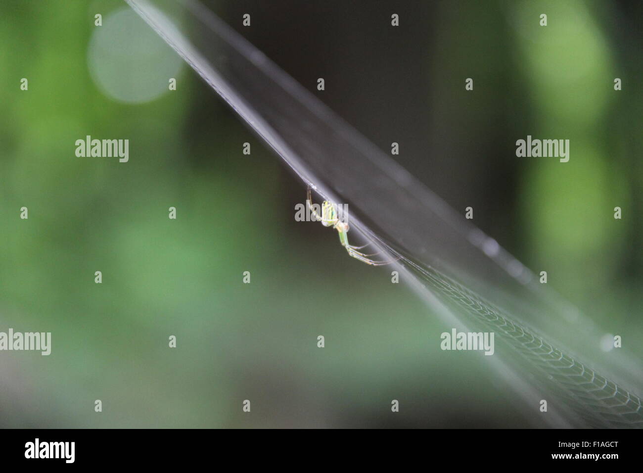 Working spider hi-res stock photography and images - Alamy