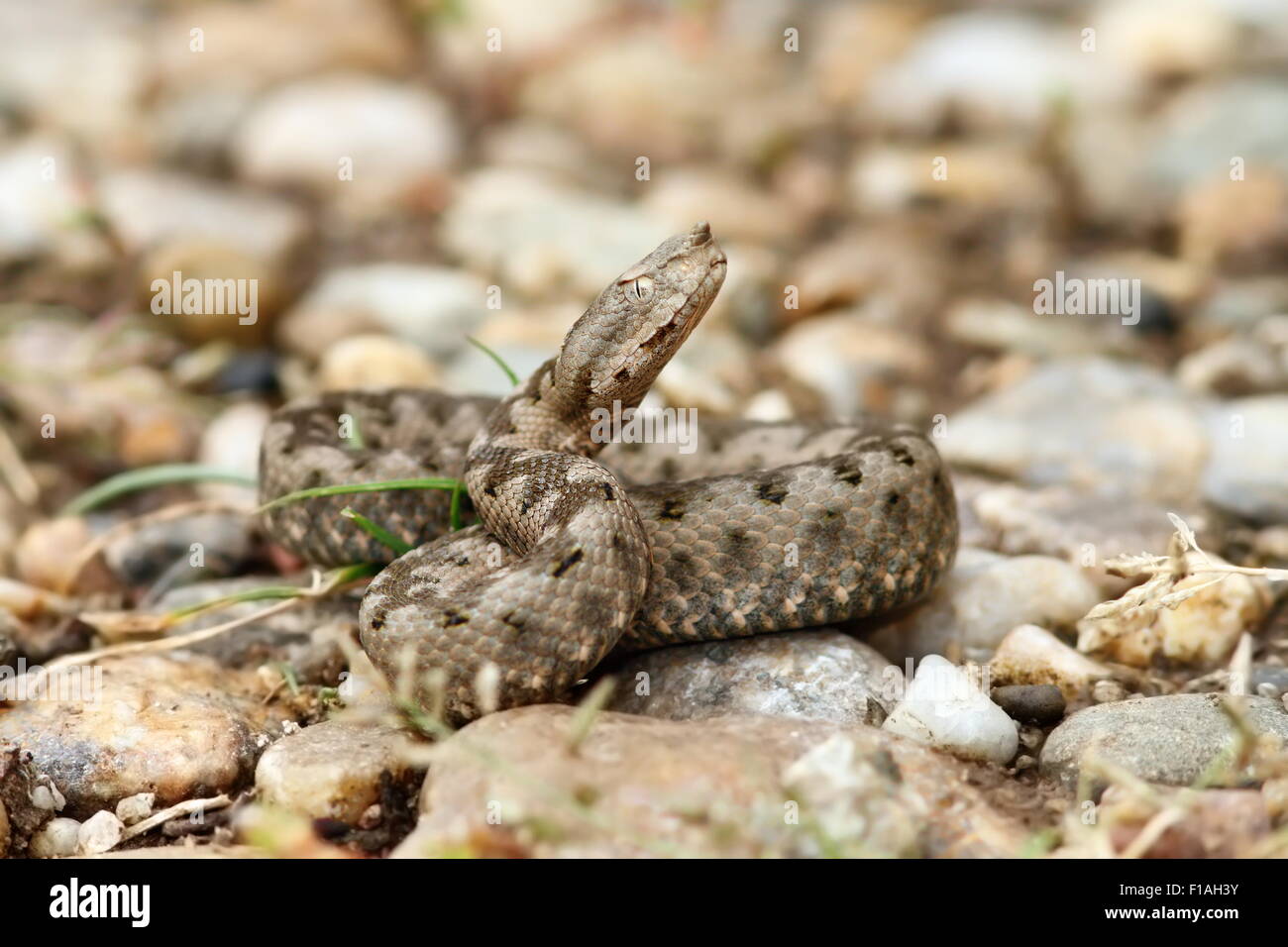 beautiful juvenile european nose horned viper ( Vipera ammodytes ...