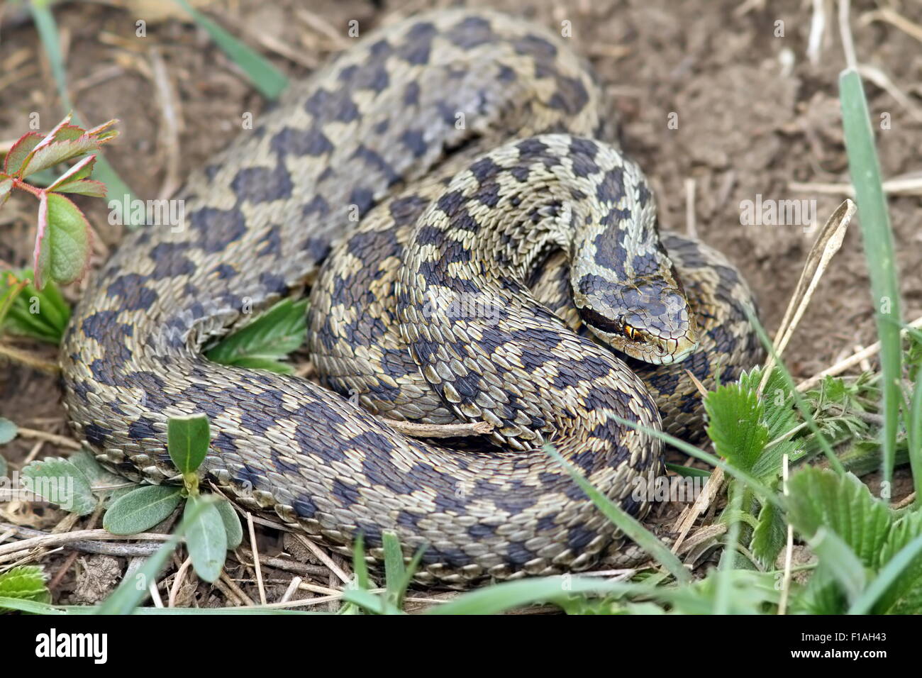 big female meadow viper ( Vipera ursinii rakosiensis Stock Photo - Alamy