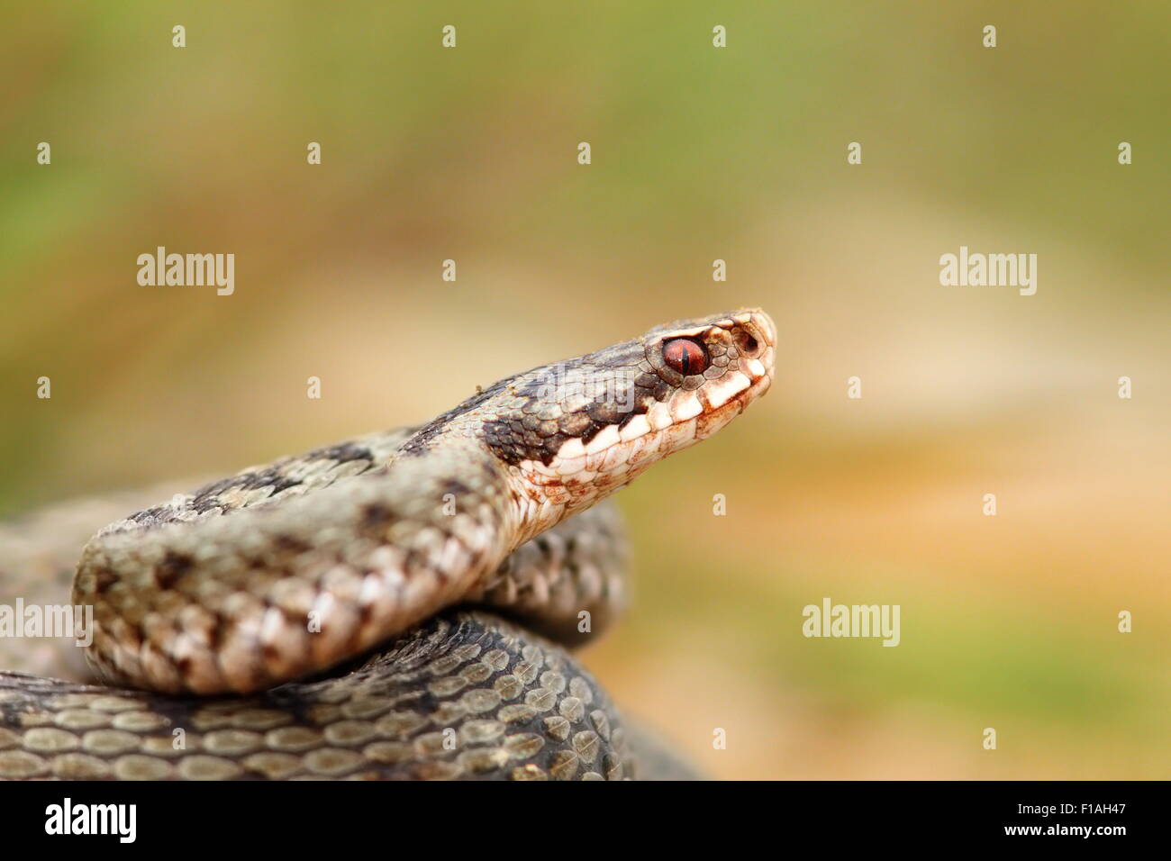 The common european viper hi-res stock photography and images - Alamy
