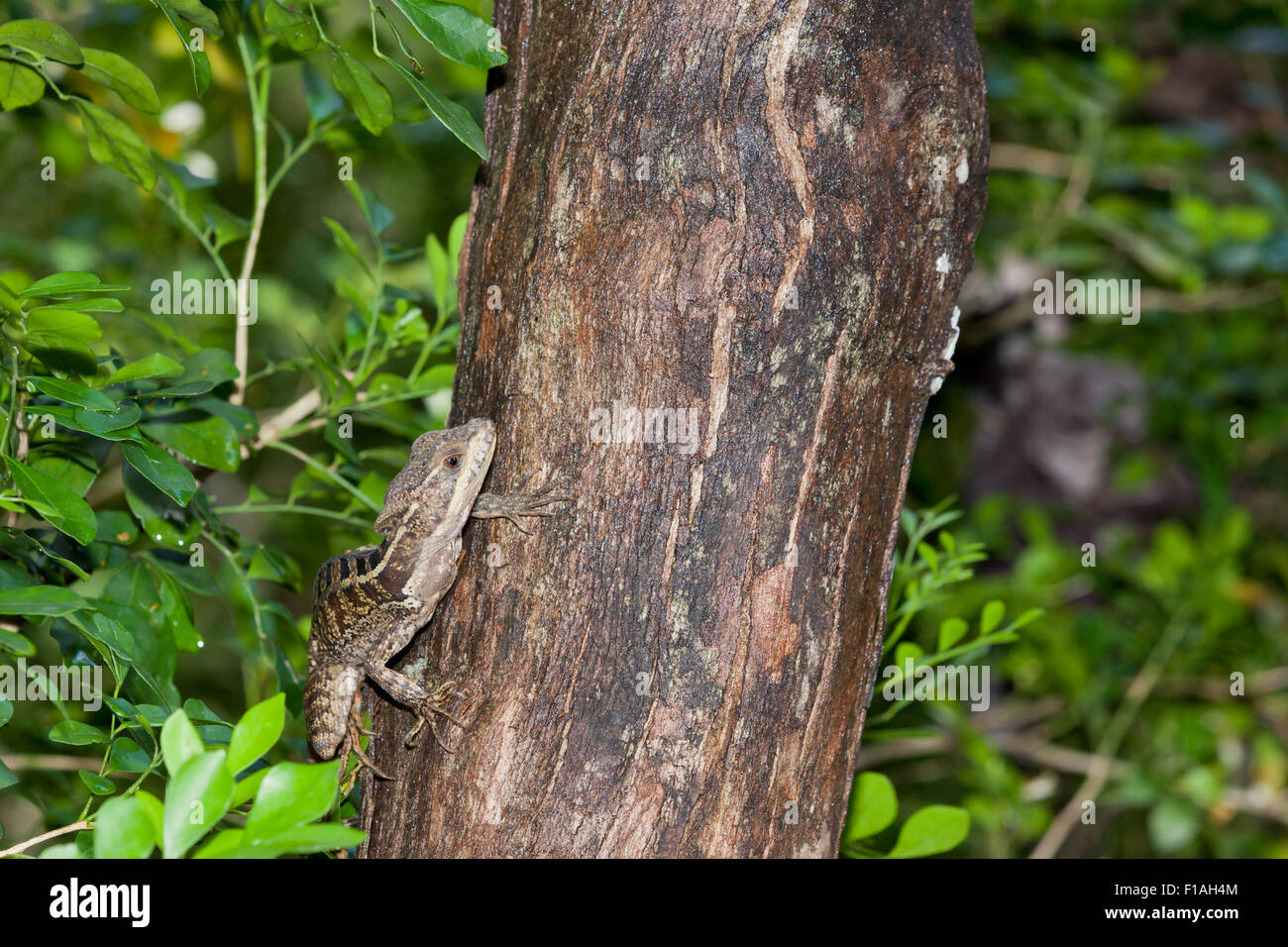 A small lizard is camouflaged to look like bark as he climbs up a tree ...