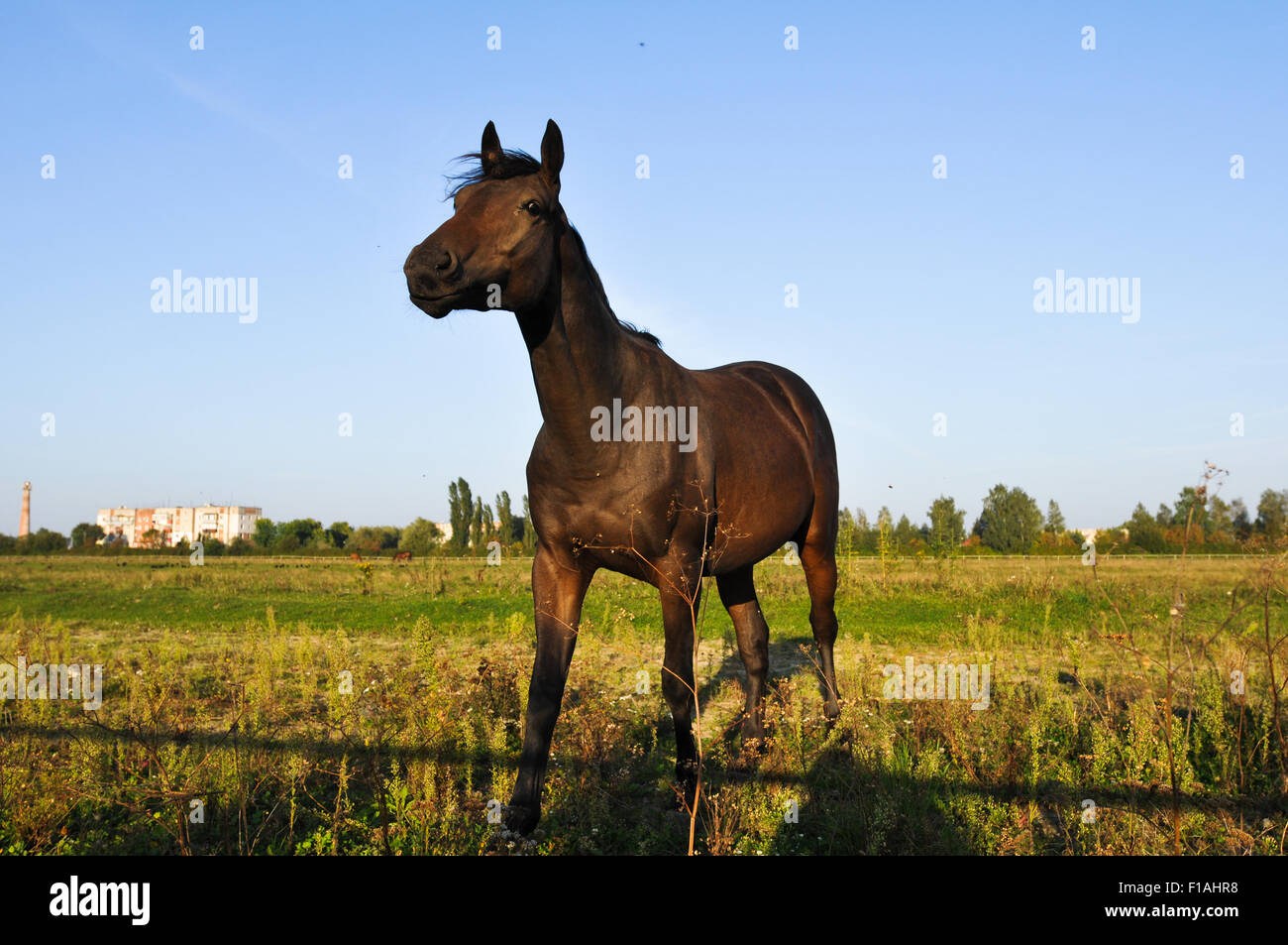 Horse portrait in green field Stock Photo - Alamy