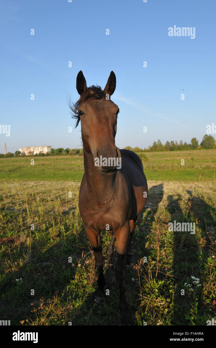 Horse portrait in green field Stock Photo - Alamy