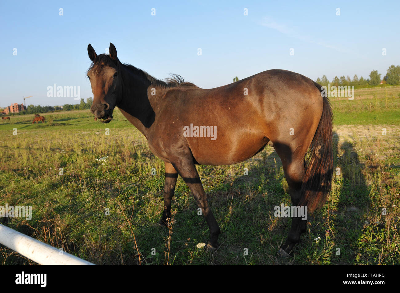 Horse portrait in green field Stock Photo - Alamy